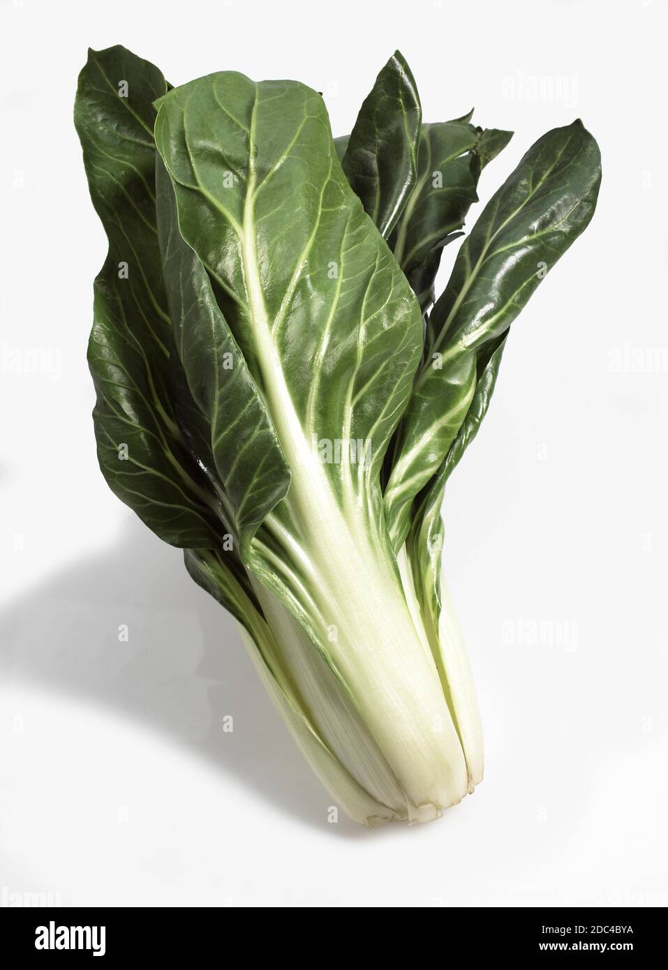 SWISS CHARD beta vulgaris, VEGETABLE AGAINST WHITE BACKGROUND Stock ...