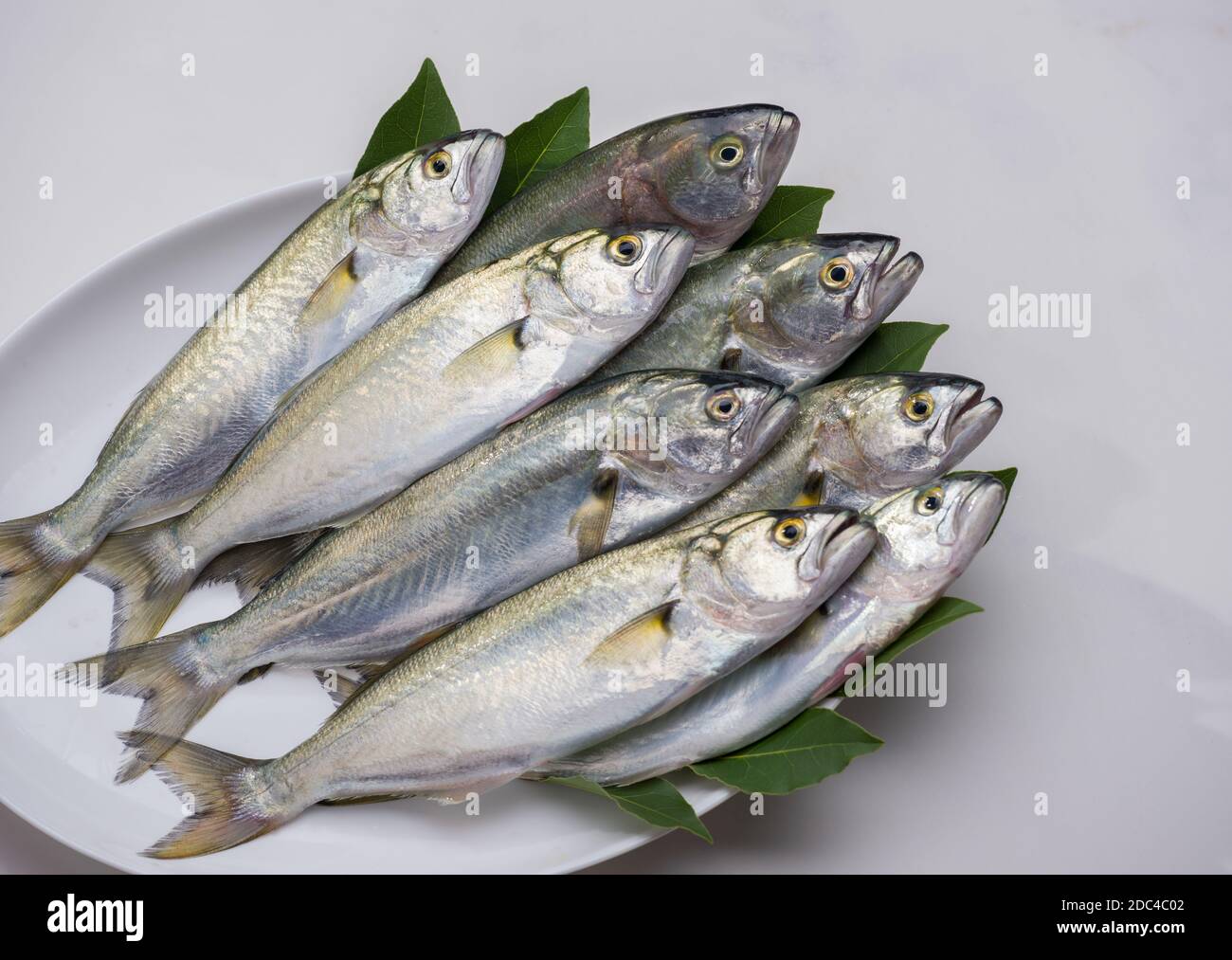 Fresh bluefishes in the plate Stock Photo - Alamy