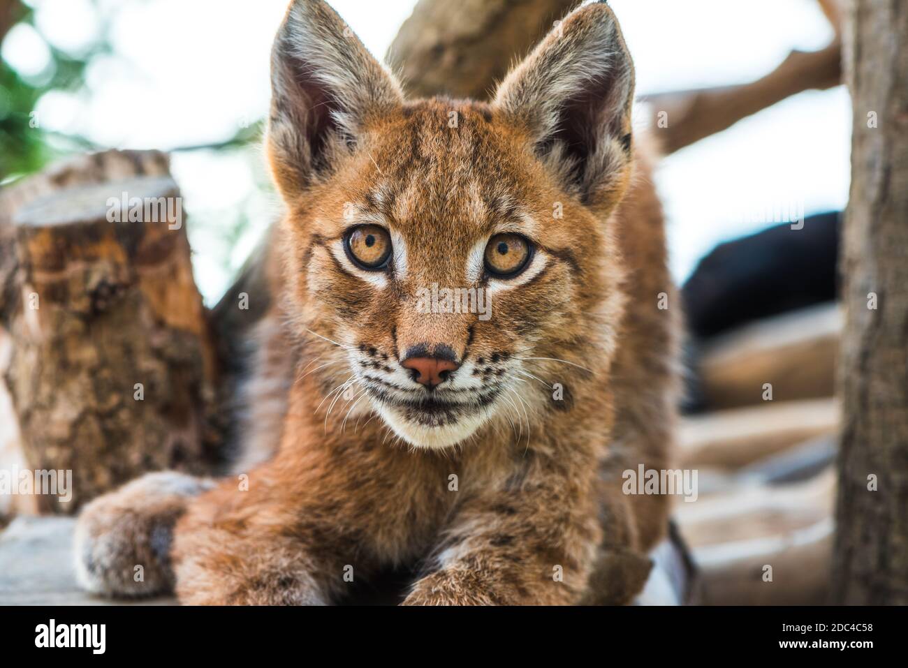 Portrait of Adorable Young Lynx Lying and Watching Stock Photo - Alamy