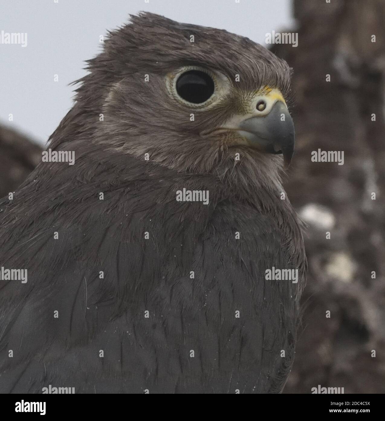 Immature grey kestrel (Falco ardosiaceus). Serengeti National Park ...