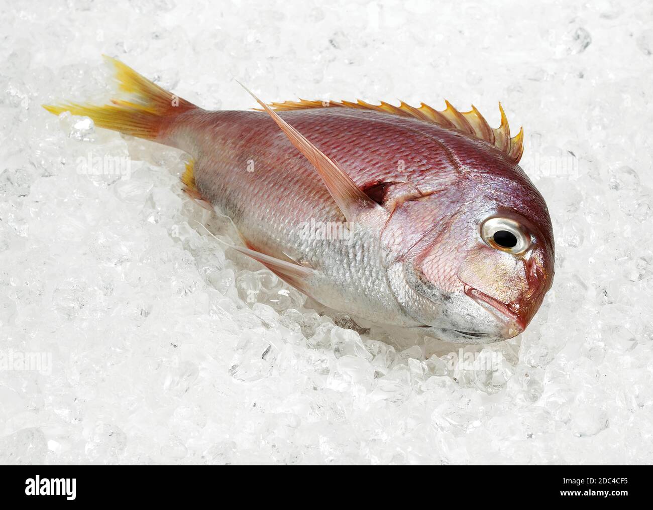 Red seam bream hi-res stock photography and images - Alamy