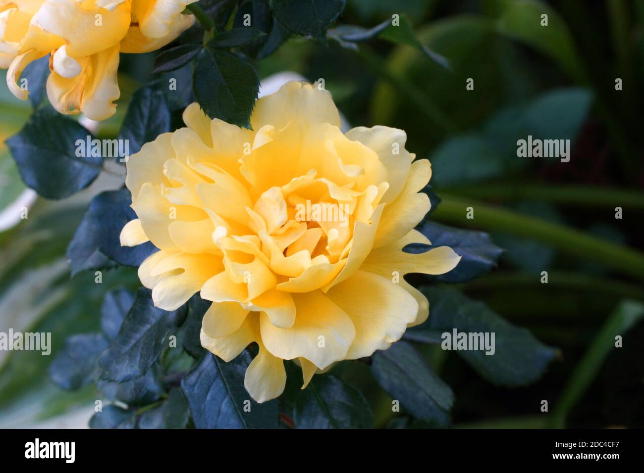 Splendid ruffles hi-res stock photography and images - Alamy