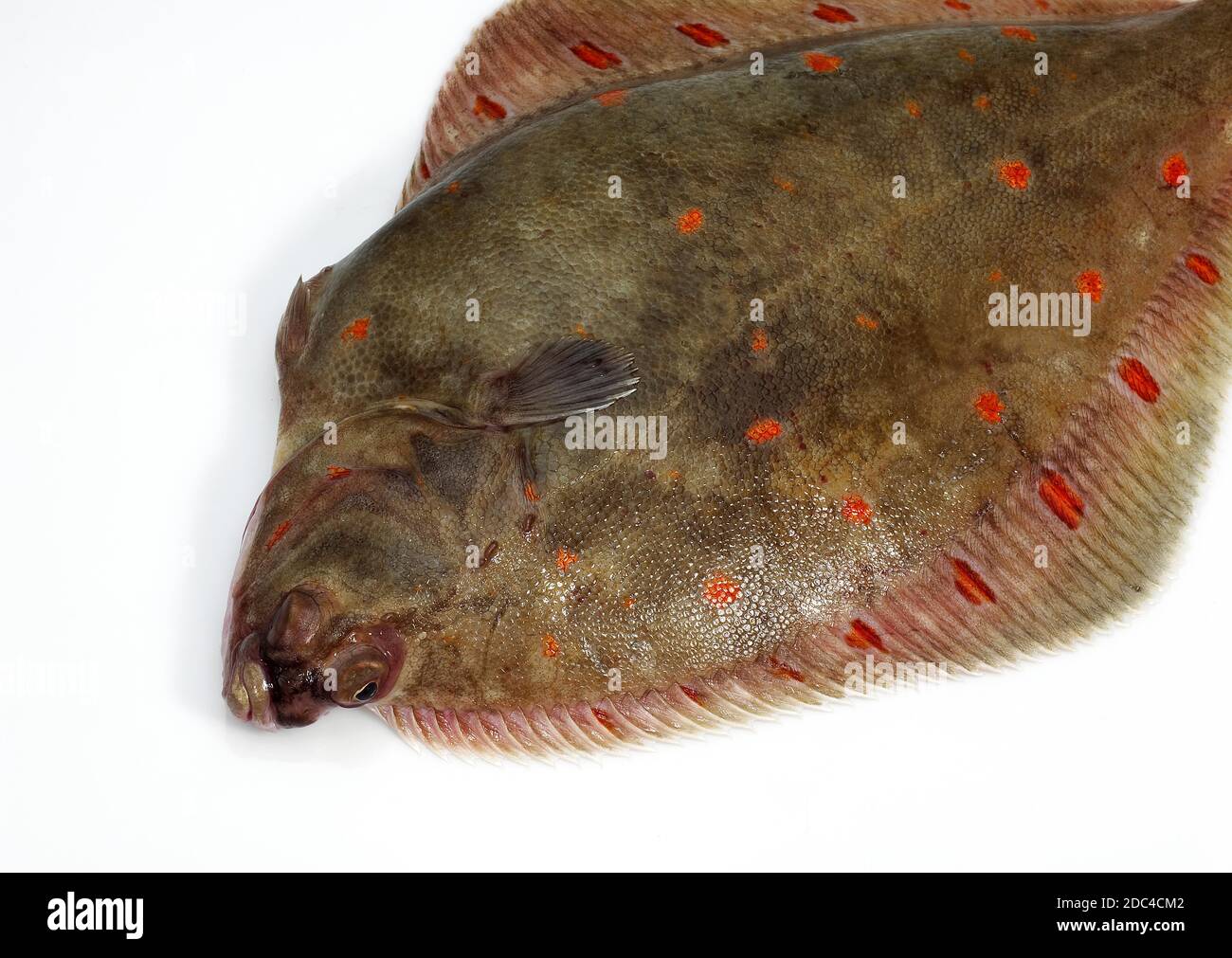 FRESH PLAICE pleuronectes platessa AGAINST WHITE BACKGROUND Stock Photo ...