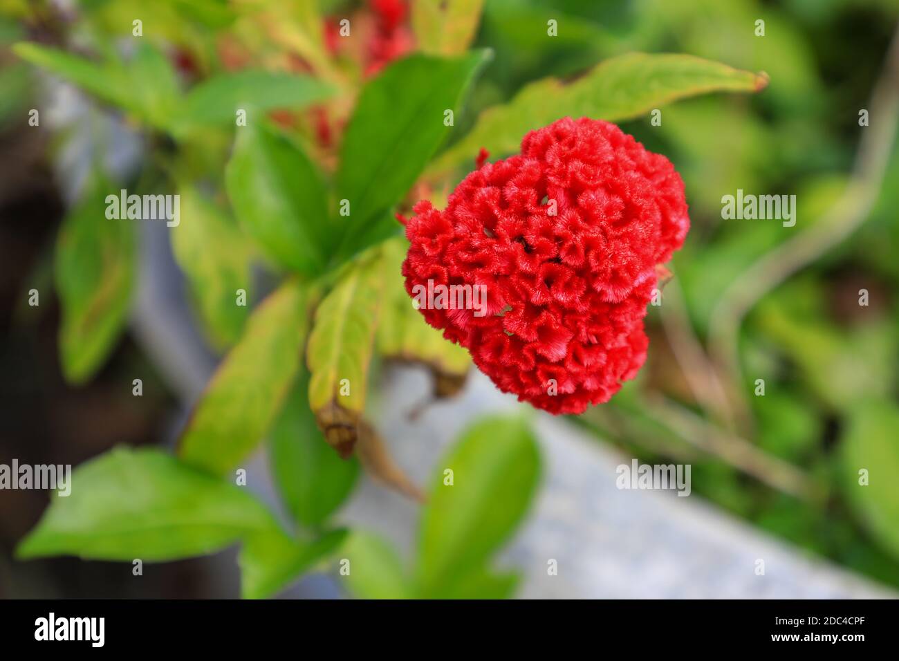 A close up shot of a red Cockscomb flower (Celosia argentea), Vietnam ...