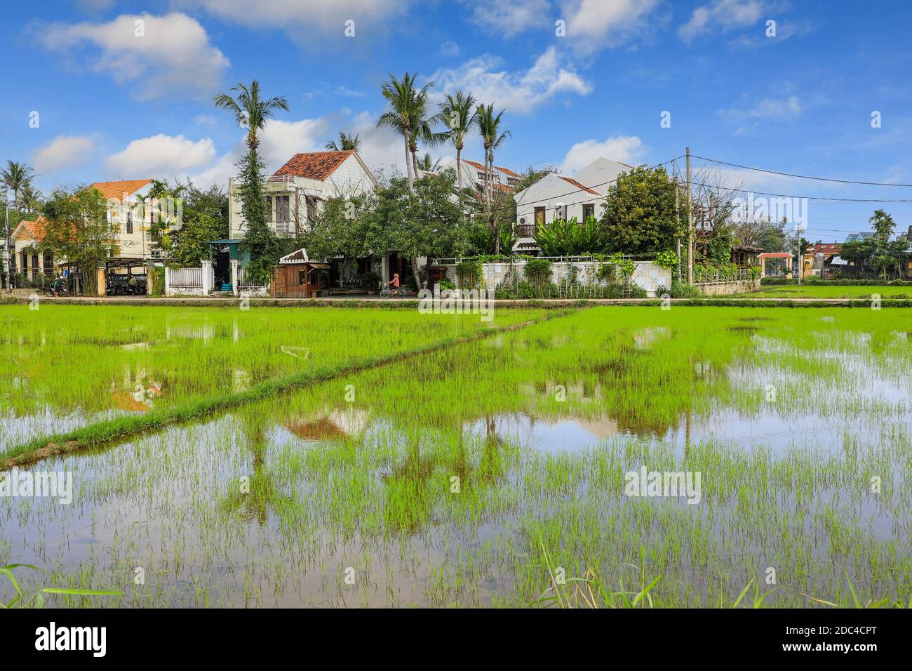 Rice (Oryza sativa) or (Oryza glaberrima) growing in waterlogged fields ...