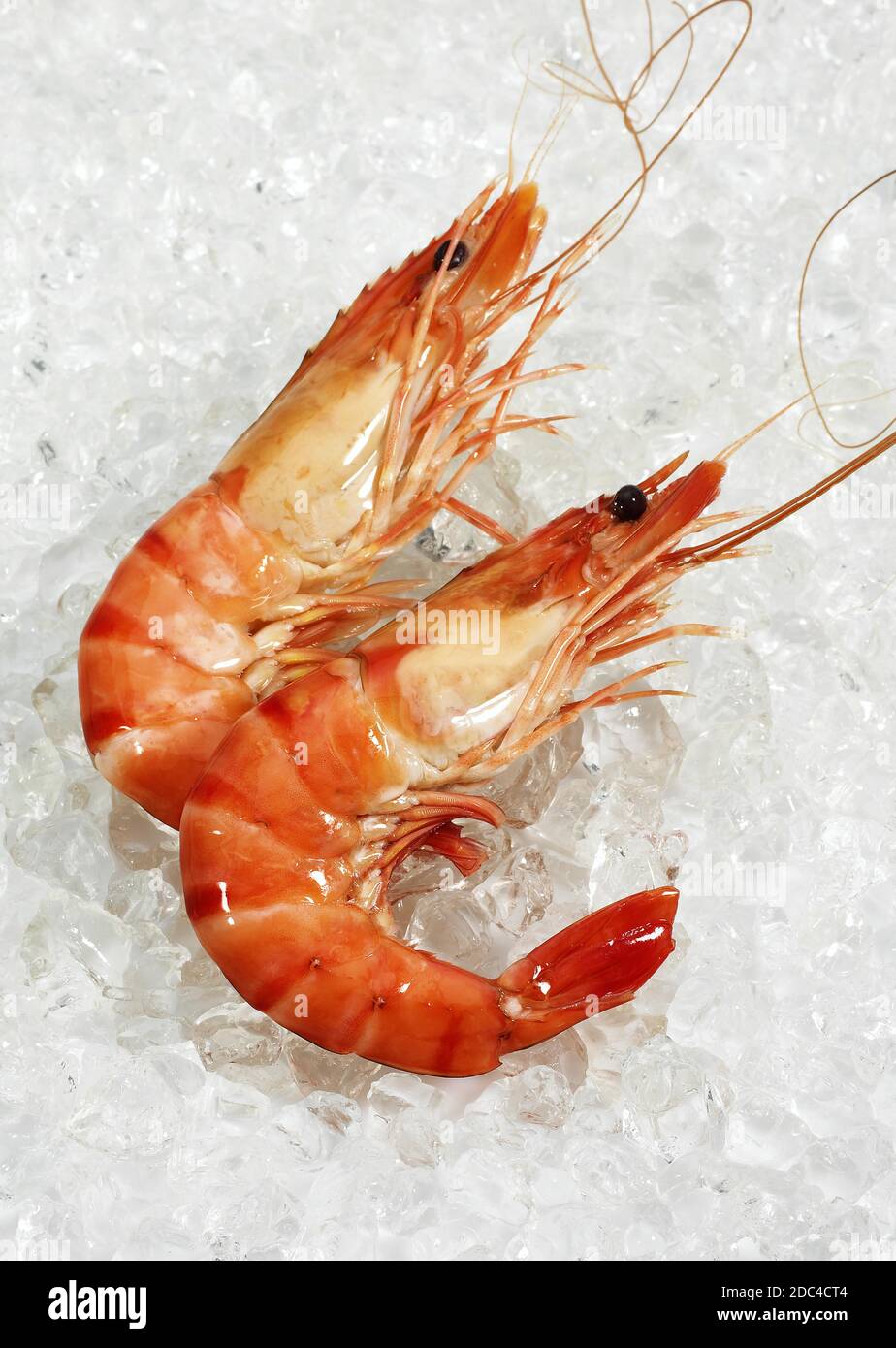 FRESH PRAWN ON ICE Stock Photo - Alamy