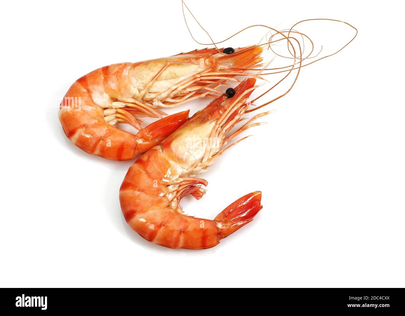 FRESH PRAWN AGAINST WHITE BACKGROUND Stock Photo - Alamy