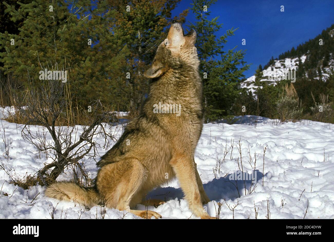 Grey wolf howling north america hi-res stock photography and images - Alamy
