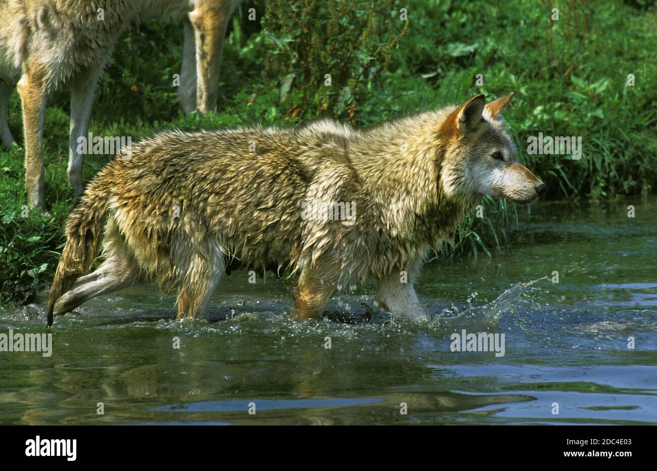 EUROPEAN WOLF canis lupus, ADULT ENTERING WATER Stock Photo - Alamy