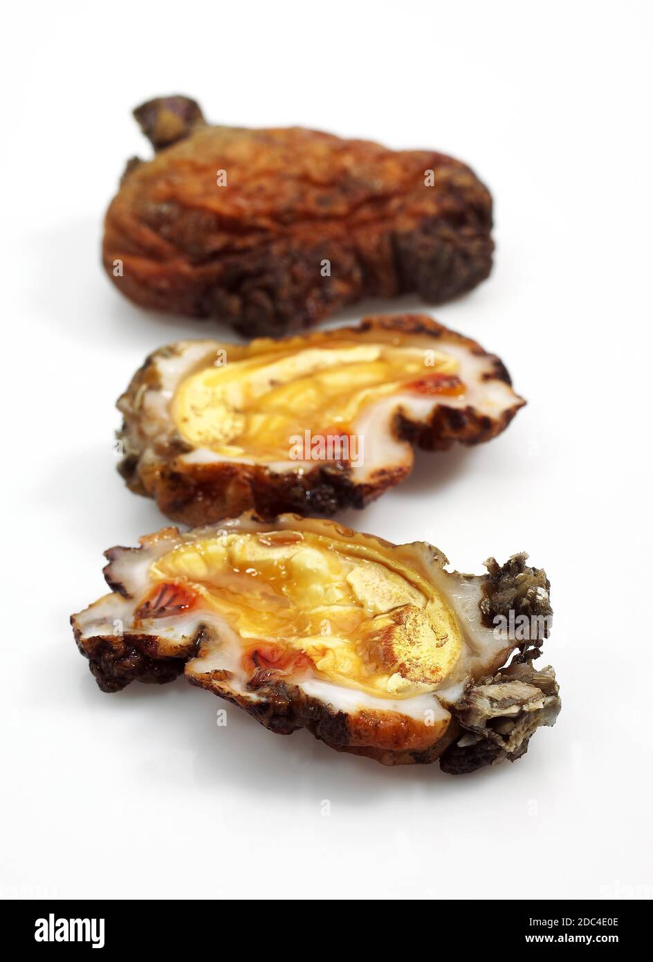 ASCIDIAN TUNICATE microcosmus sabatieri AGAINST WHITE BACKGROUND Stock ...
