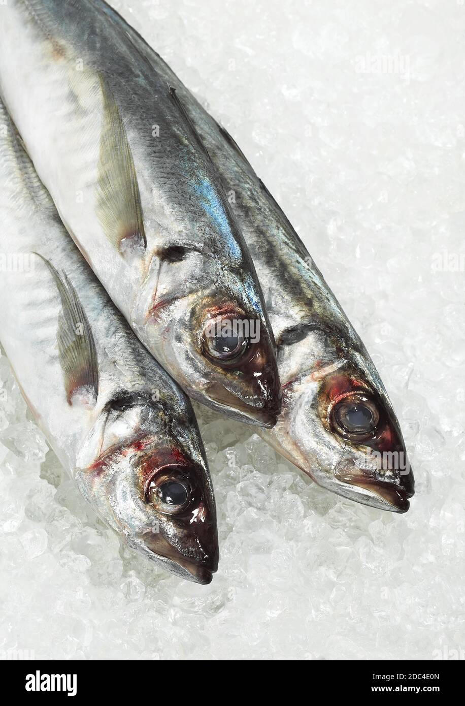 FRESH HORSE MACKEREL trachurus trachurus ON ICE Stock Photo - Alamy