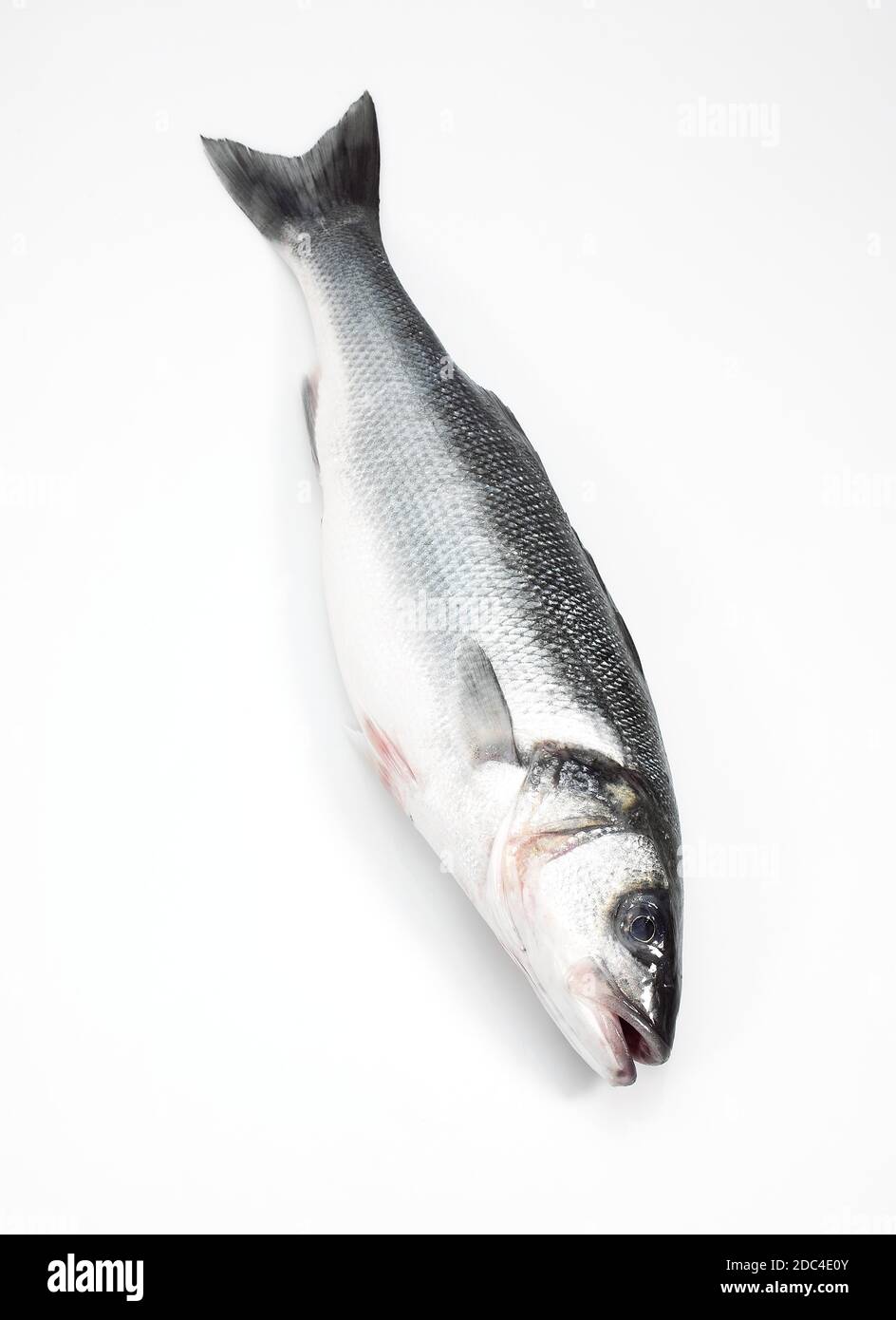 FRESH BASS dicentrarchus labrax AGAINST WHITE BACKGROUND Stock Photo ...
