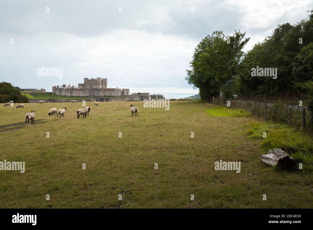Grazing animals medieval hi-res stock photography and images - Alamy