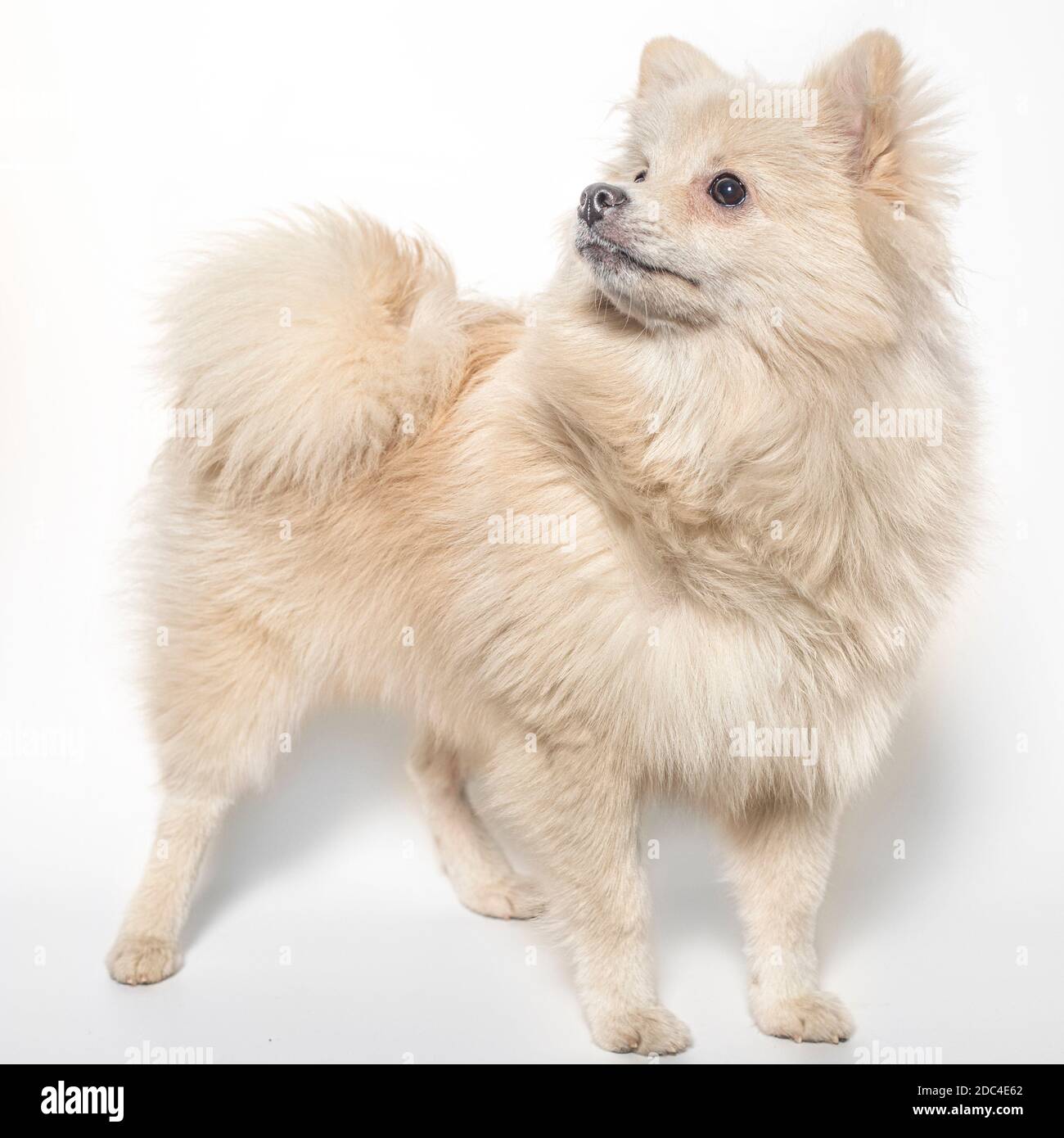 Spitz type dog hi-res stock photography and images - Alamy