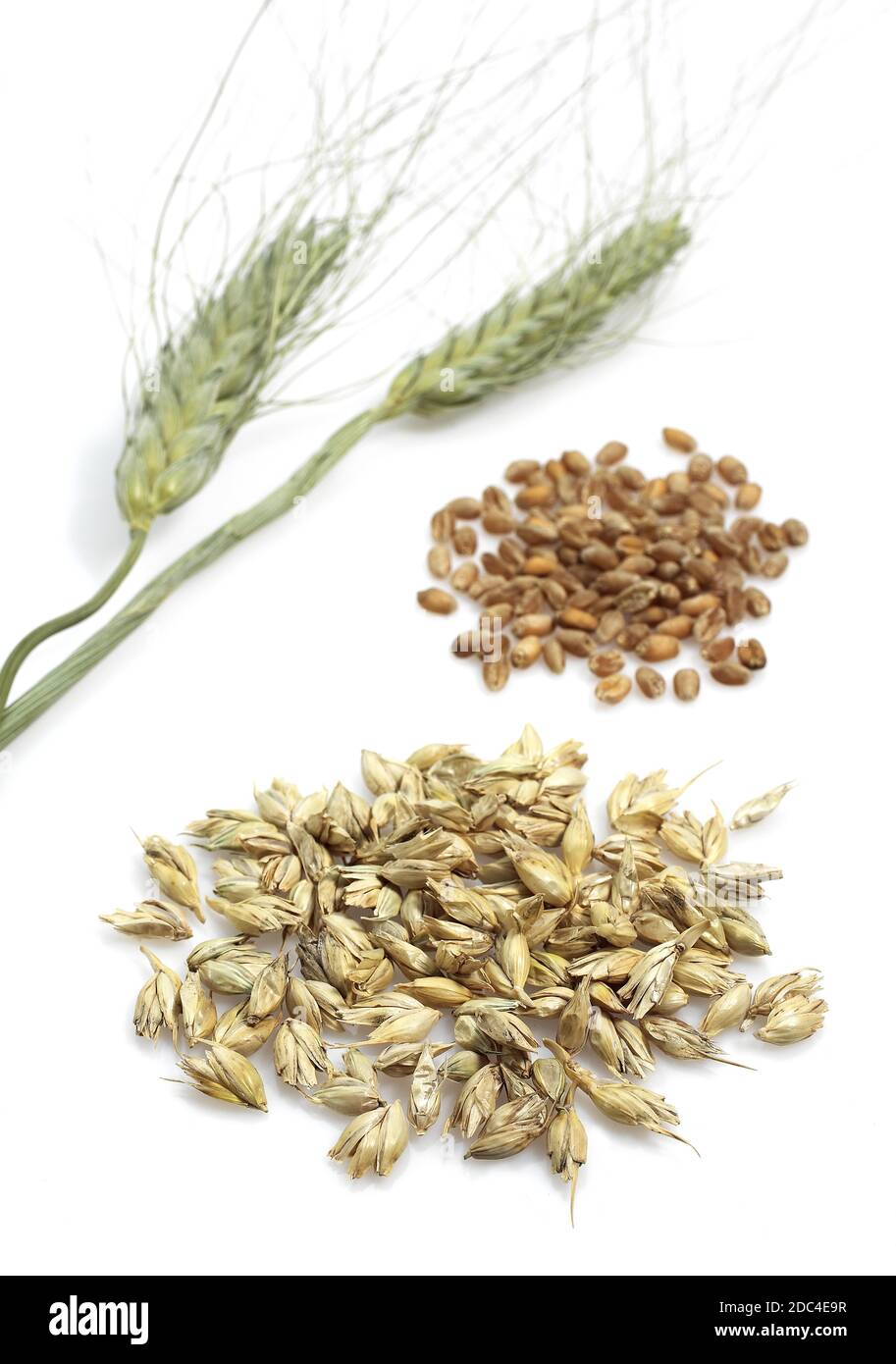 WHEAT GRAINS FOR FLOUR Stock Photo - Alamy