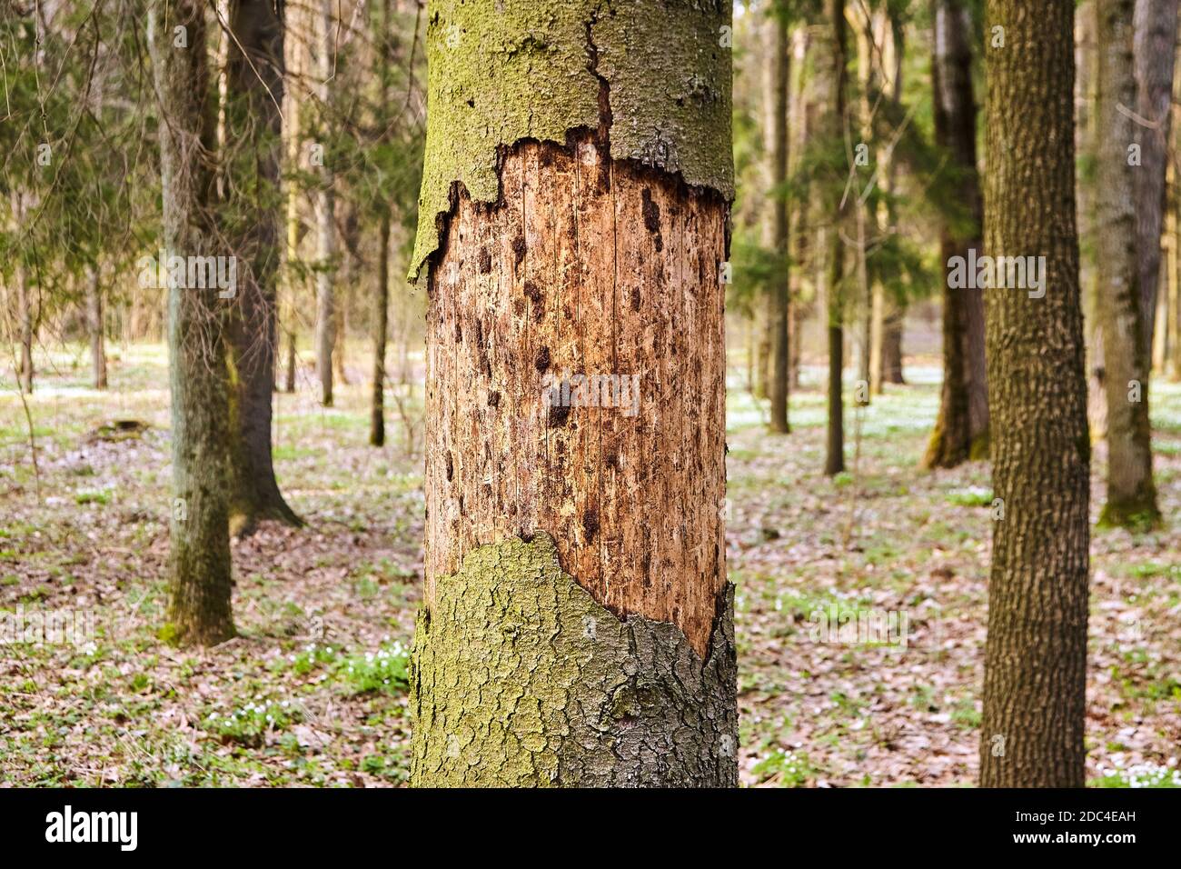 Spruce tree bark beetle hi-res stock photography and images - Alamy