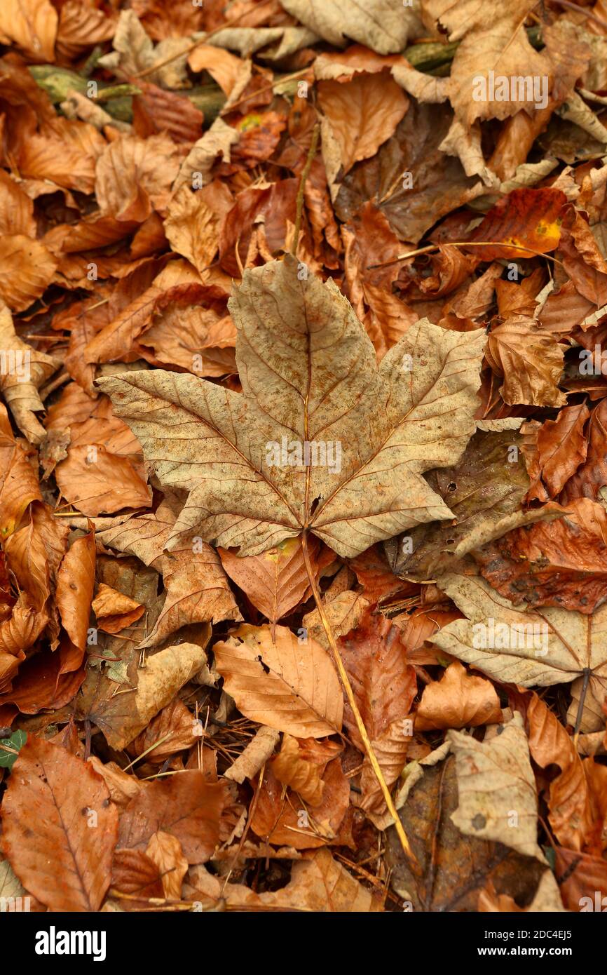 Fallen Maple leaf Broiadway Woods Cotswolds Gloucestershire Stock Photo ...