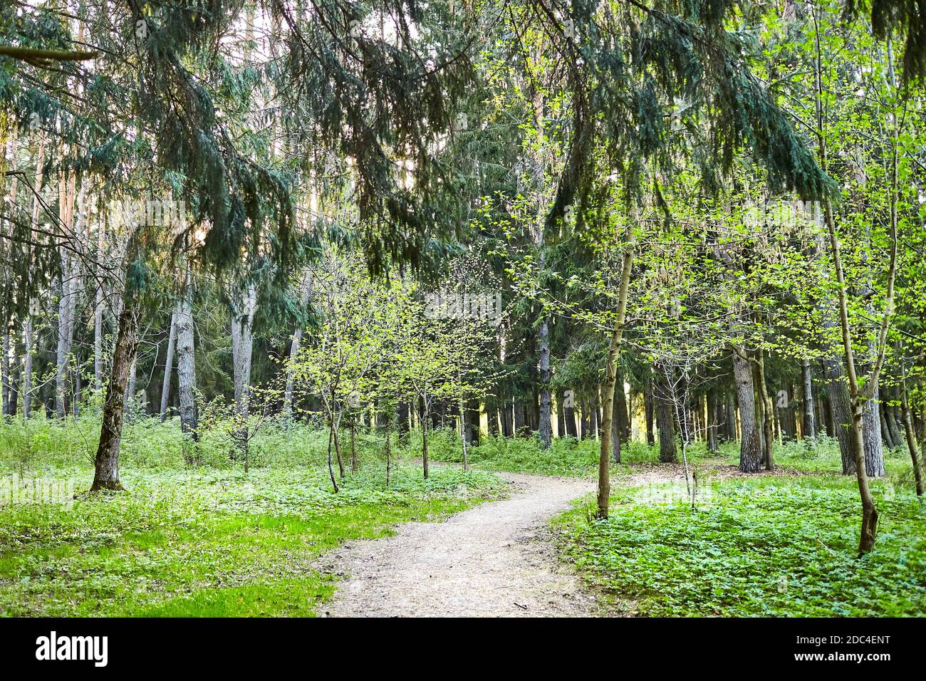 Forest path for hiking among trees. Outdoor recreation concept. Summer ...
