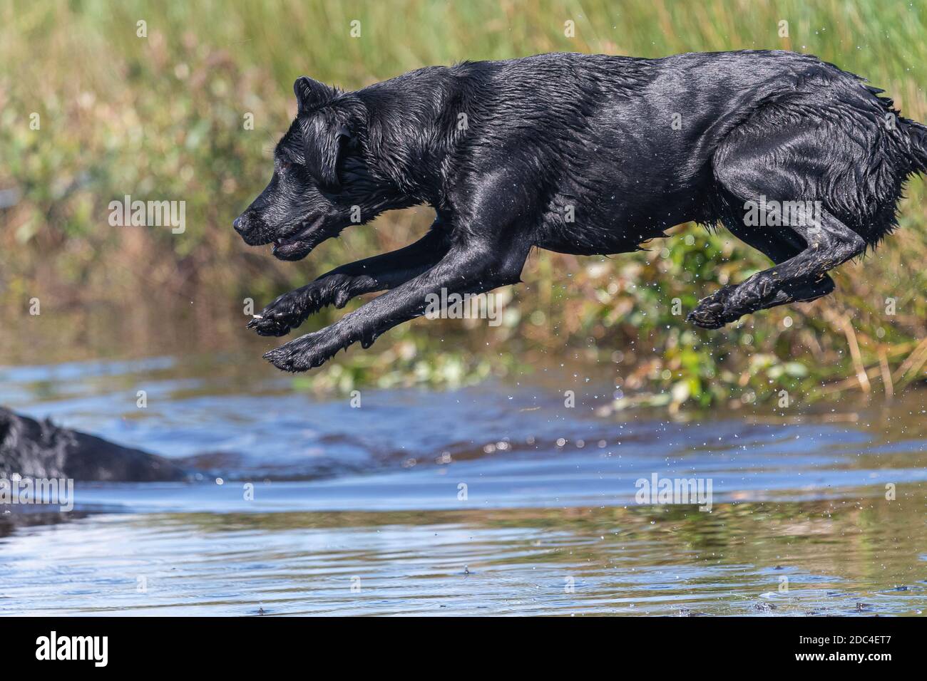 Action shot of a wet black Labrador retriever jumping into the water ...