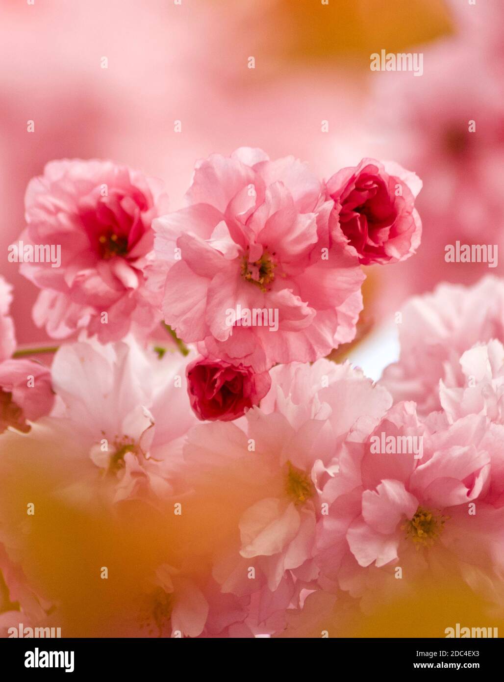 Sunlit Spring Cherry blossom Cotswolds Gloucestershire Stock Photo - Alamy