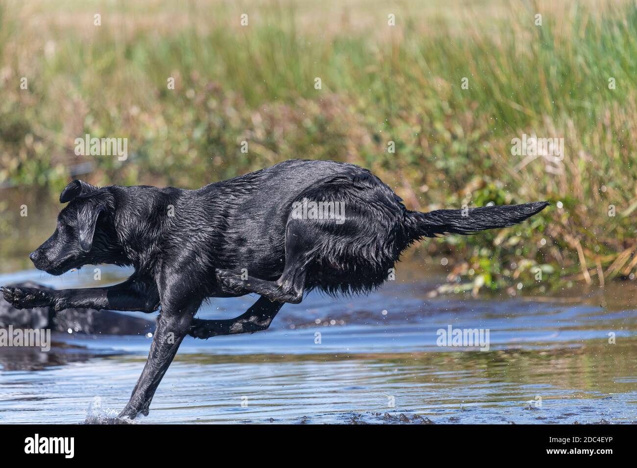 Labrador retriever jumping hi-res stock photography and images - Alamy