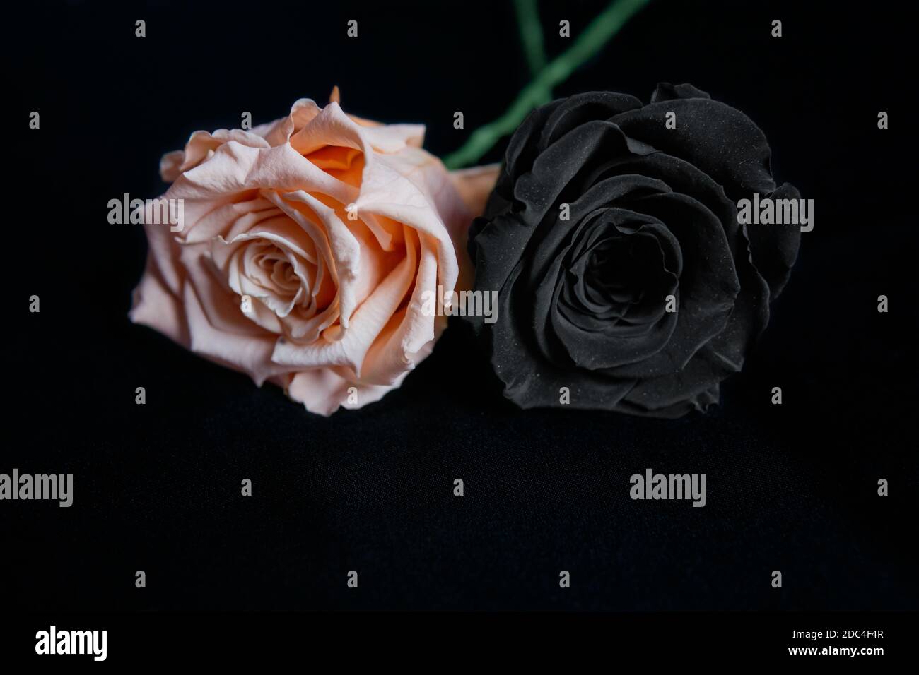 Two different color for one beauty Stock Photo - Alamy