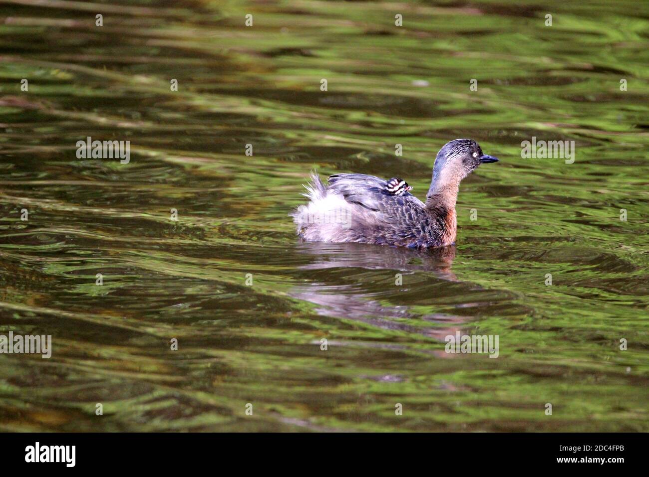 New Zealand dabchick, (Poliocephalus rufopectus) with young on back ...