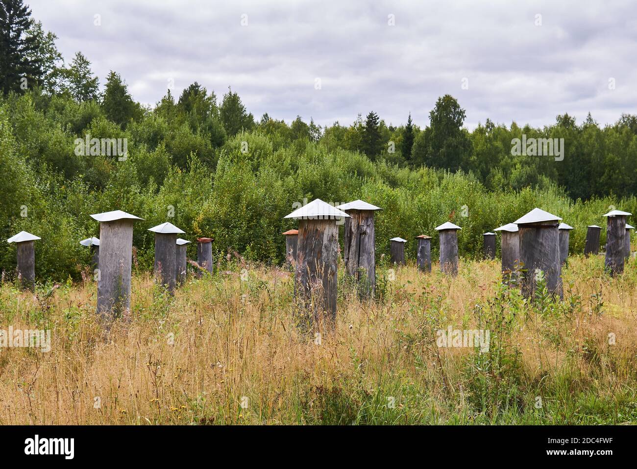 apiary for breeding and selection work with traditional beehives - bee ...