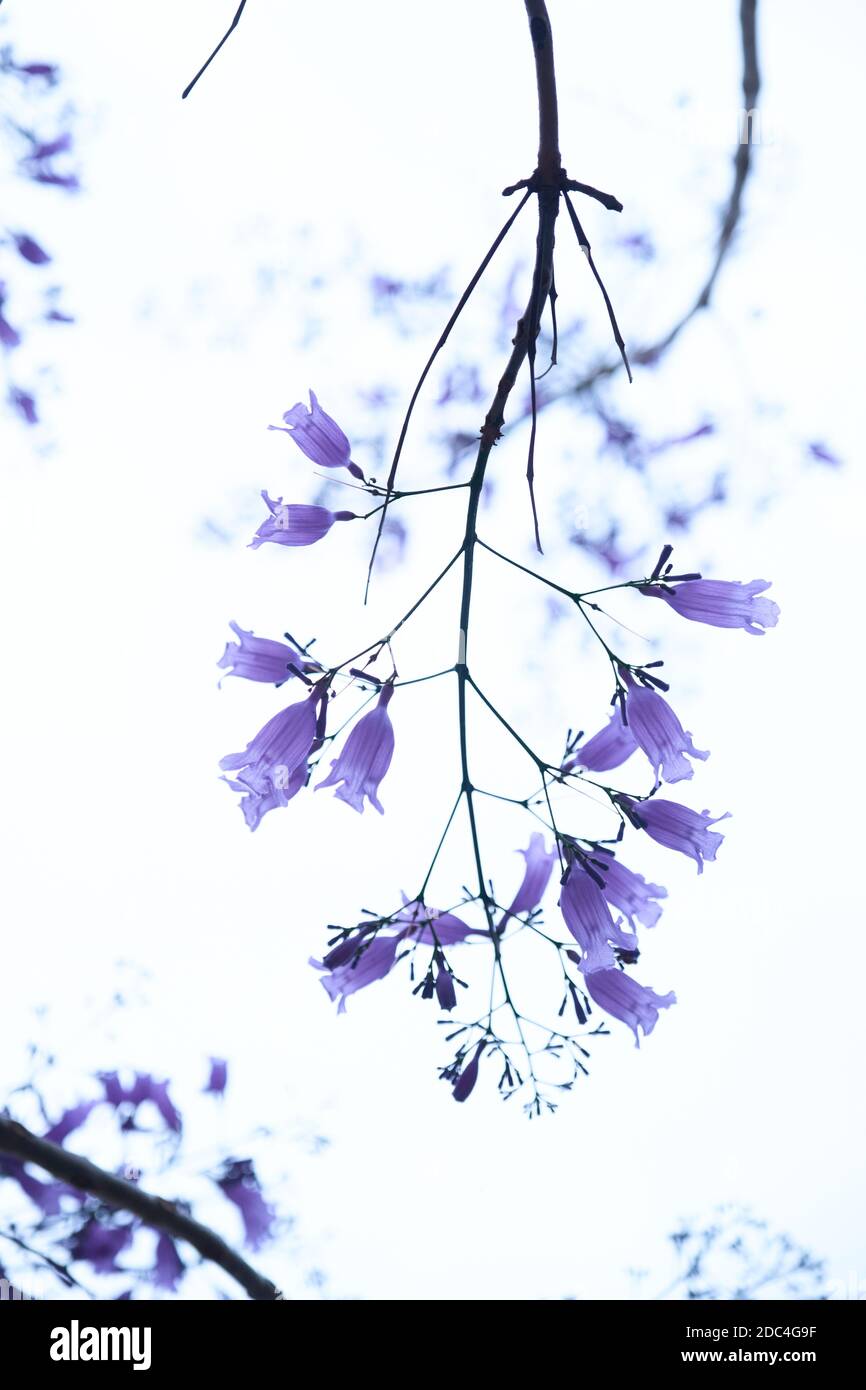 Jacaranda mimosifolia flower hi-res stock photography and images - Alamy