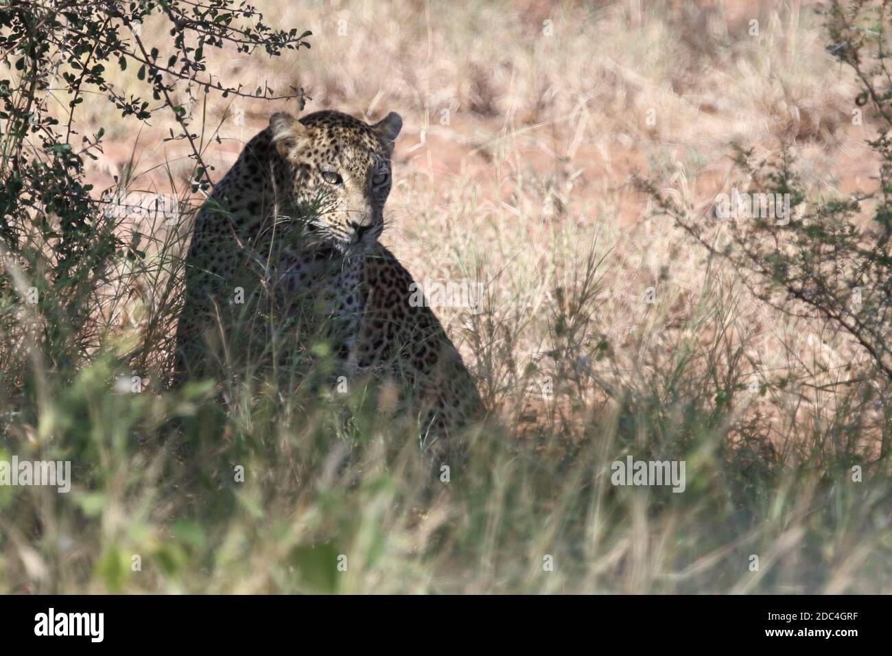 Africa Animals Wildlife Nature Stock Photo - Alamy