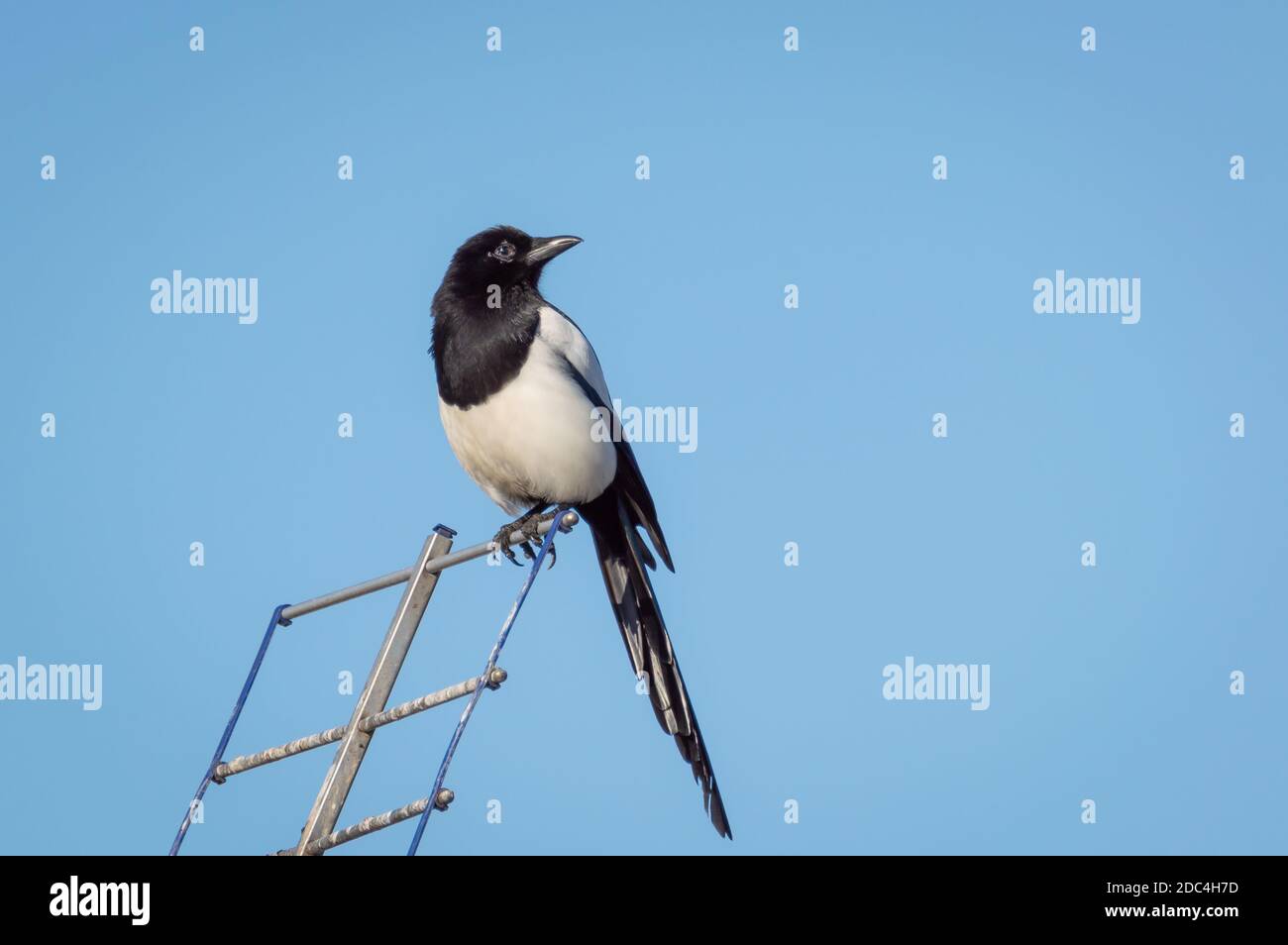 Magpie on a TV aerial Stock Photo - Alamy