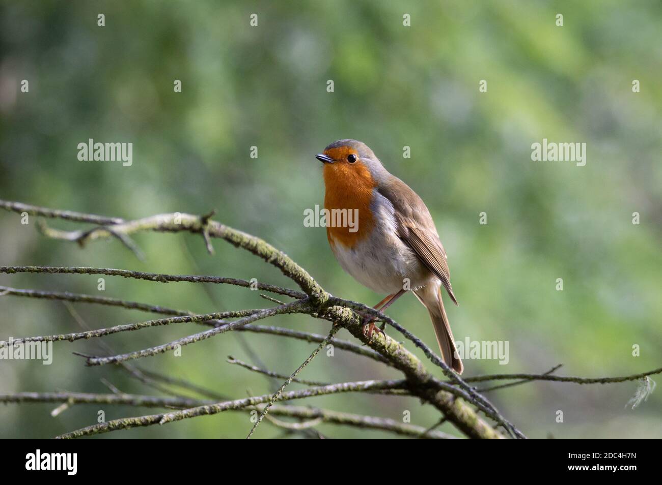 Robin on thin branches Stock Photo - Alamy
