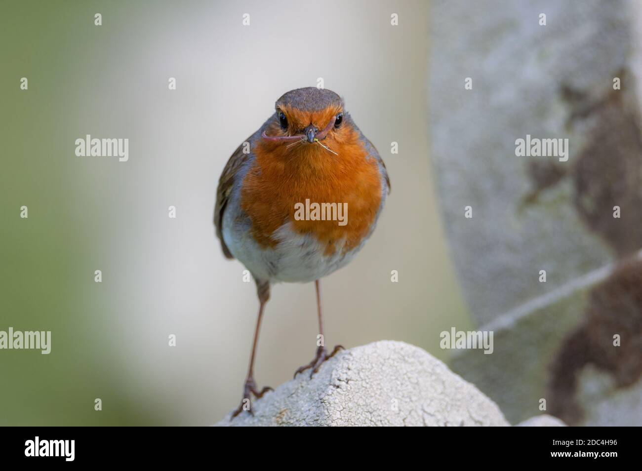 Robin with a worm looking at the camera Stock Photo - Alamy