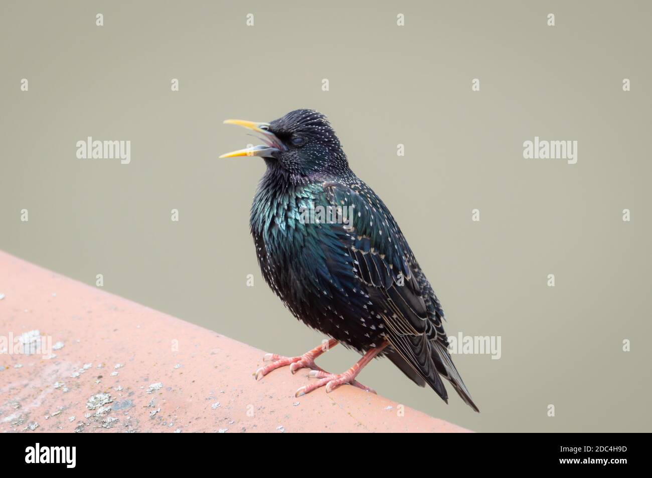 Male starling hi-res stock photography and images - Alamy