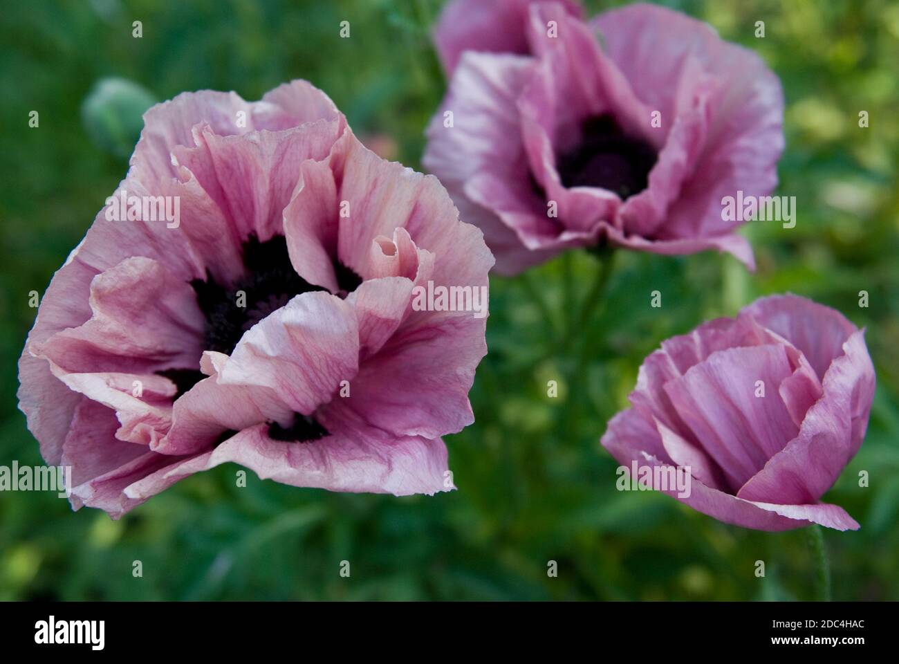 Pink poppies in the Botanical garden closeup Stock Photo - Alamy