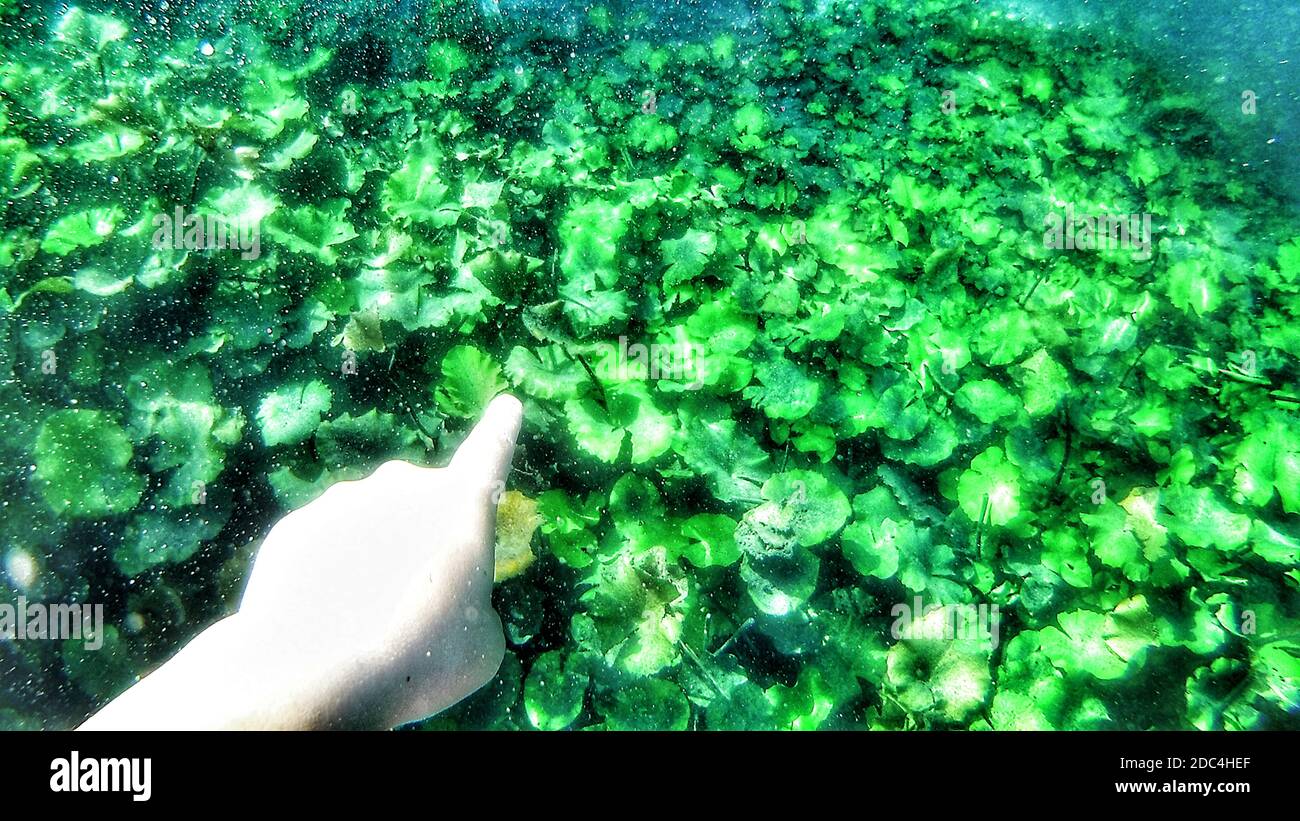 Diving and swimming underwater plants Stock Photo - Alamy