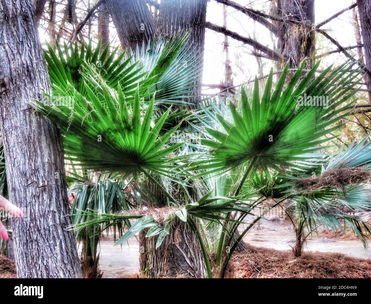 Nature Tree and leaves Stock Photo - Alamy