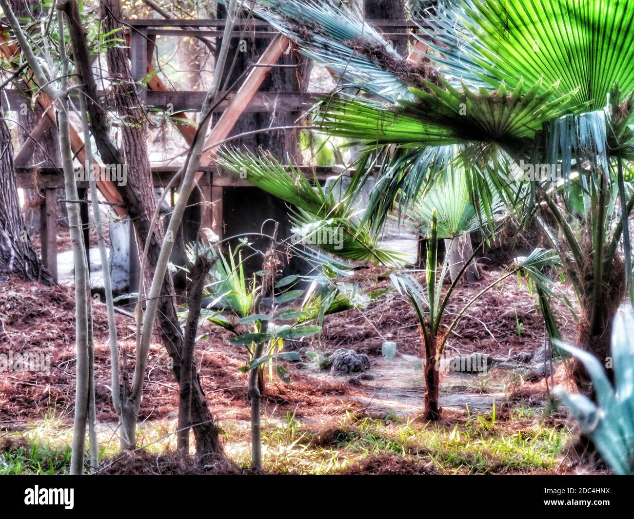 Nature Tree and leaves Stock Photo - Alamy