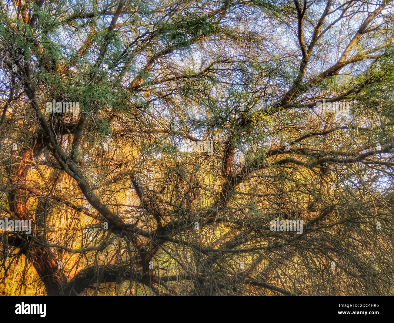 Nature Tree and leaves Stock Photo - Alamy