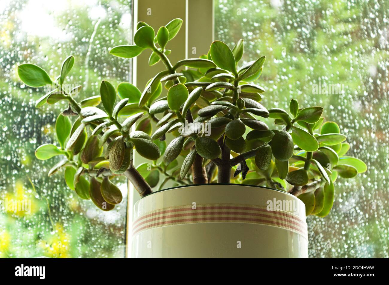 Jade Plant money plant on window sea Stock Photo - Alamy