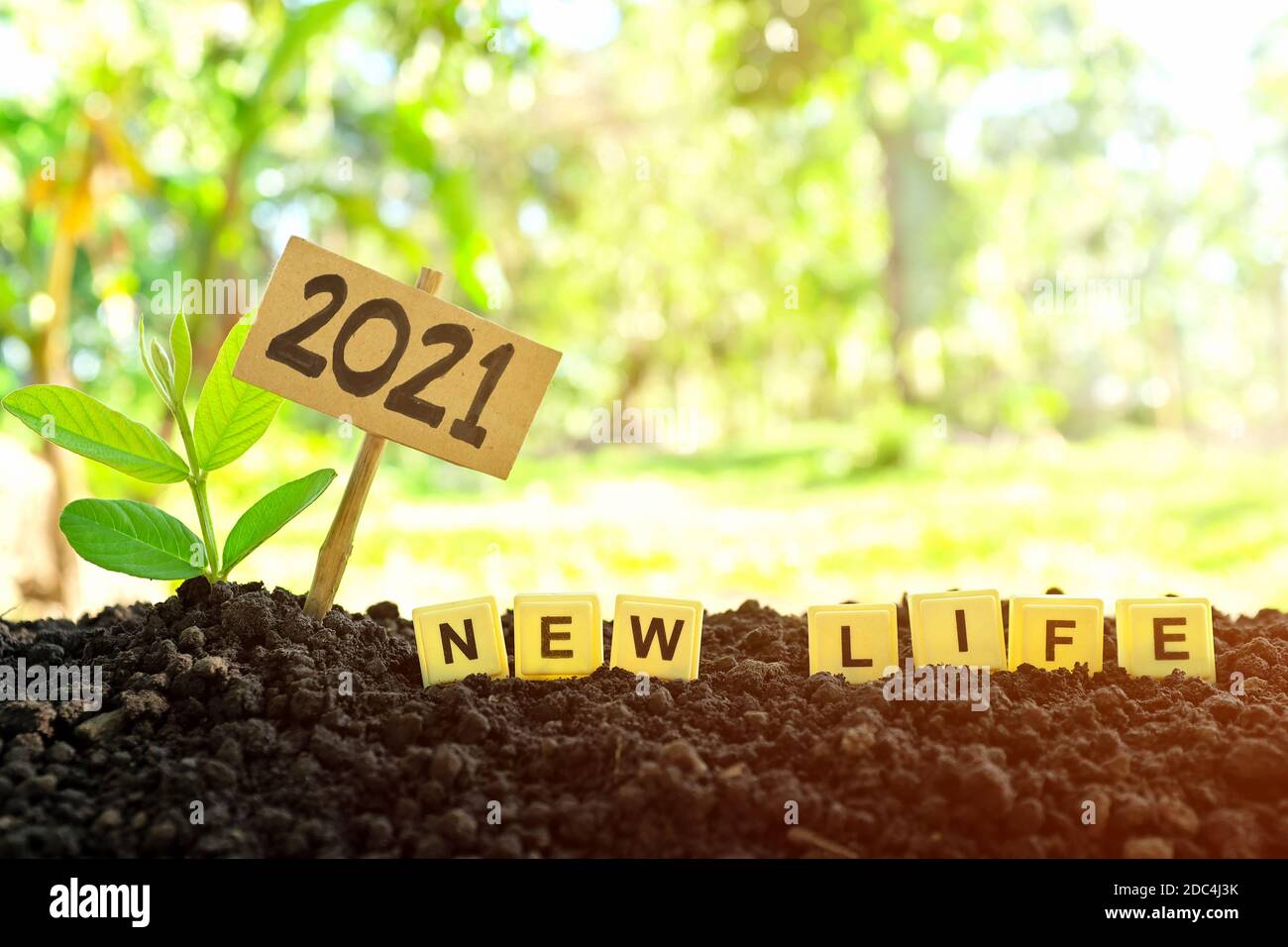 Selective focus of plant seedling or sapling growing on soil at sunrise ...