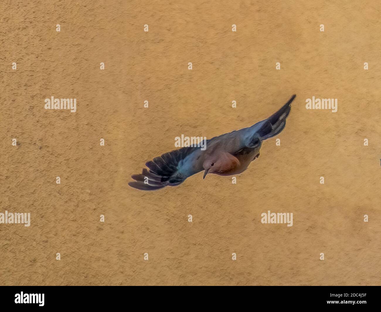 Beautiful bird birds hi-res stock photography and images - Alamy