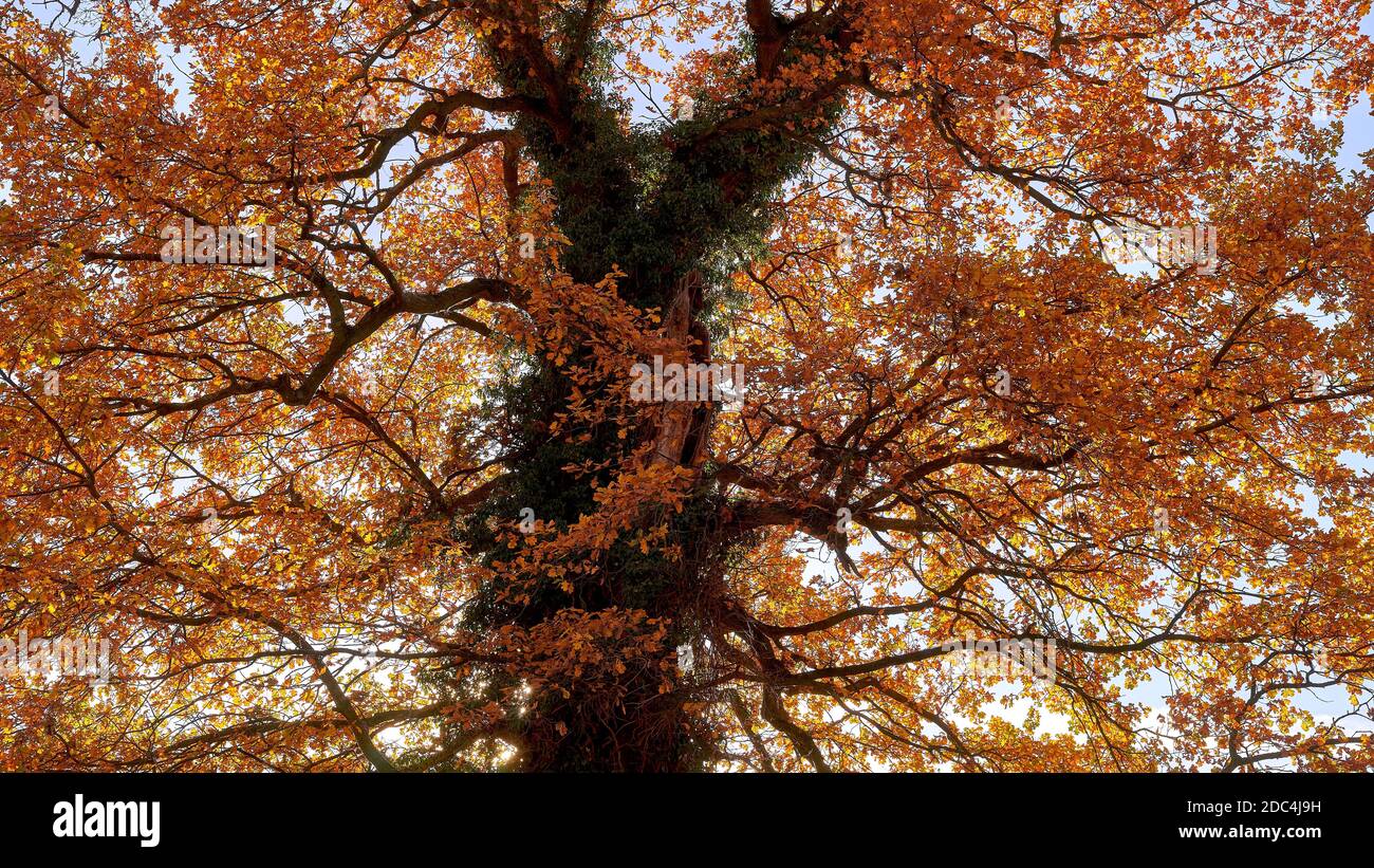 A beautiful old oak tree in autumn Stock Photo - Alamy