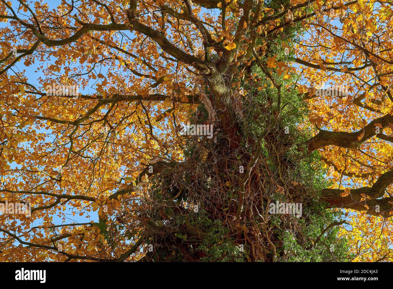 A beautiful old oak tree in autumn Stock Photo - Alamy