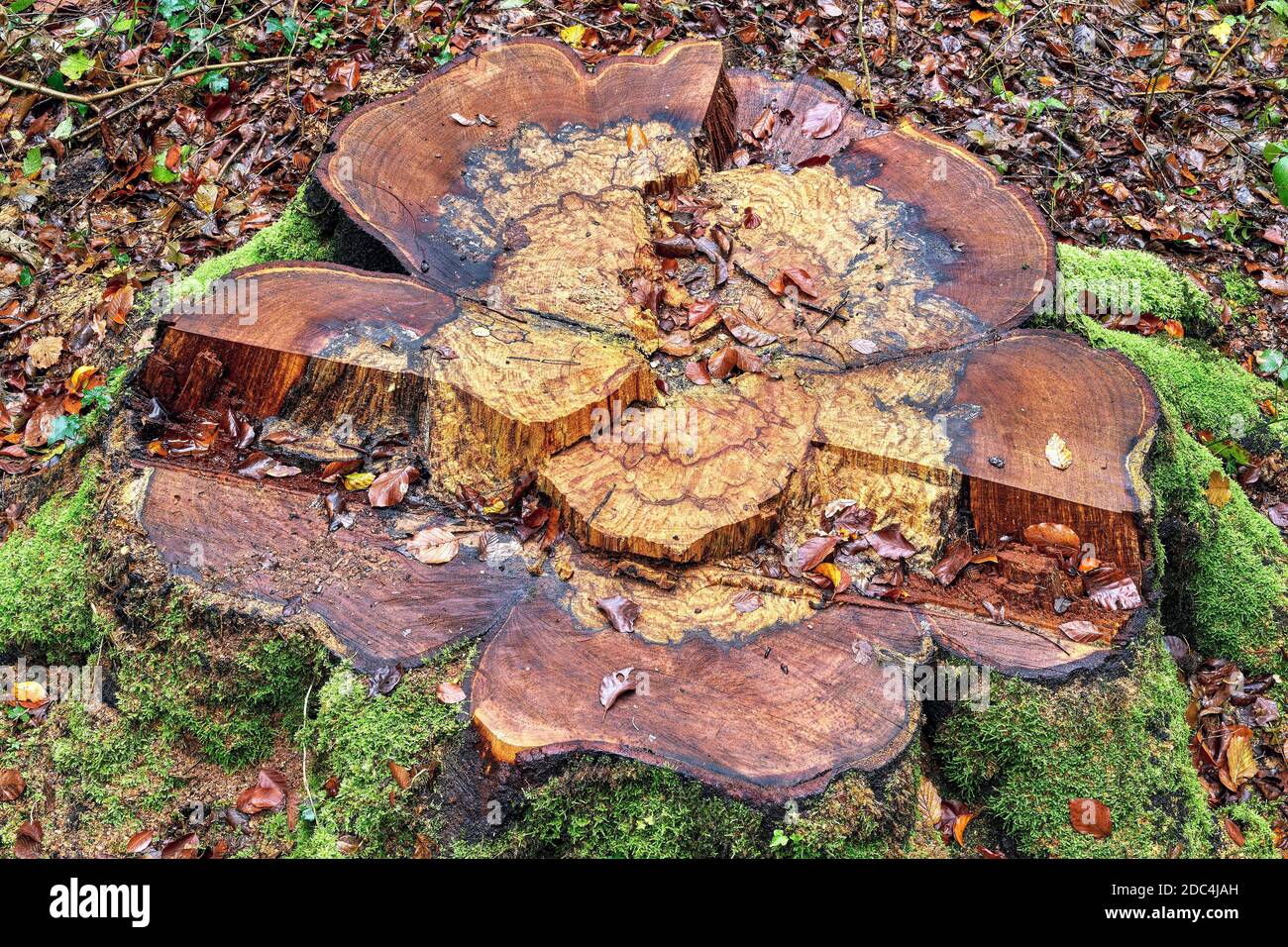 Large tree stump in forest Stock Photo - Alamy