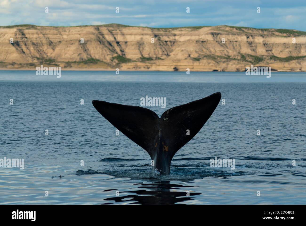 Southern Right whale (Eubalaena Australis Stock Photo - Alamy