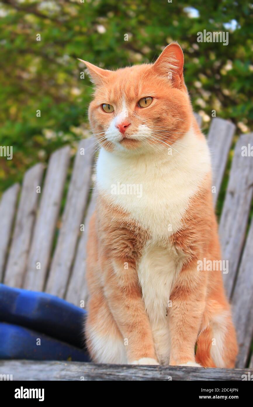 Cat posing for his portrait Stock Photo - Alamy