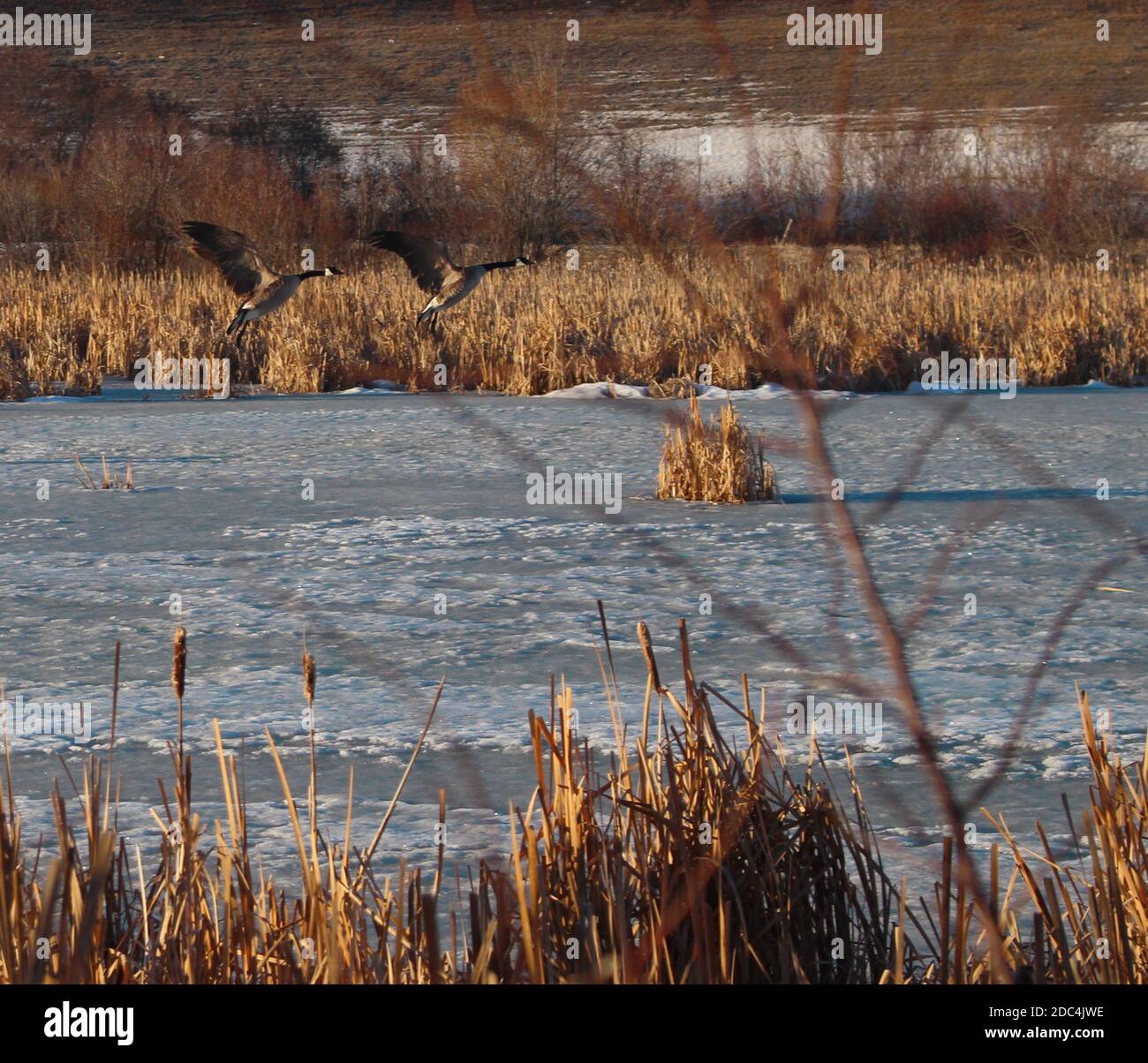 Back of geese hi-res stock photography and images - Alamy
