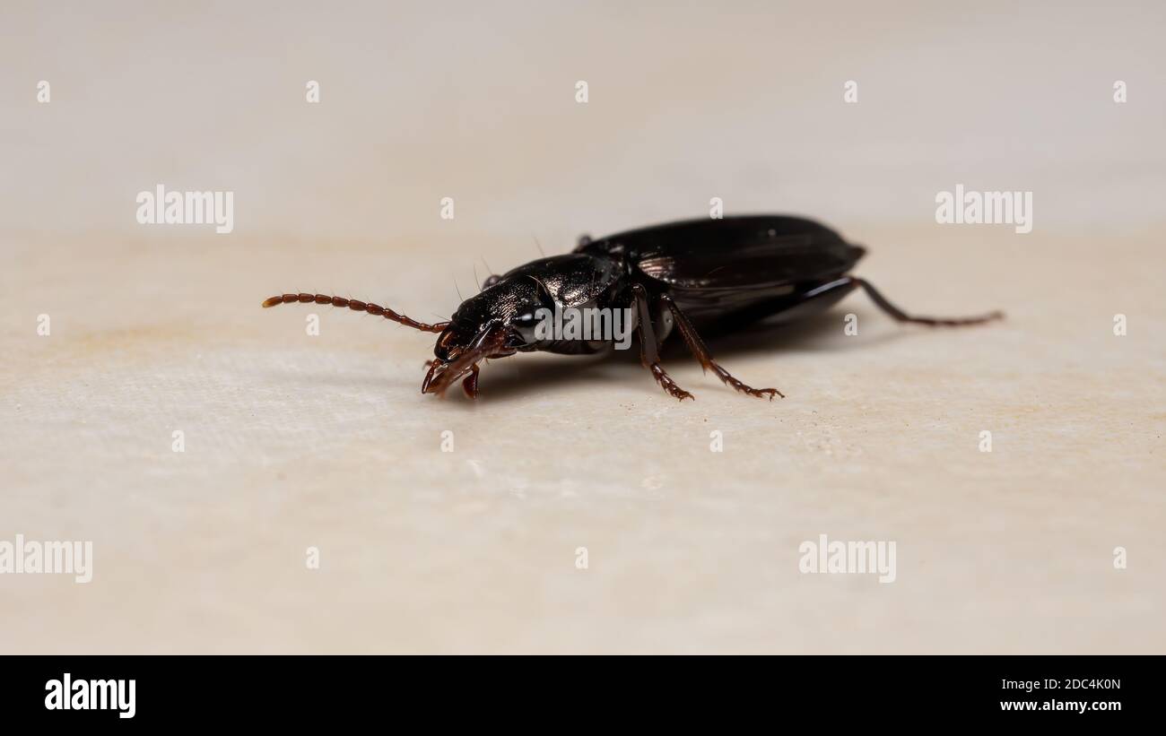 Ground Beetle High Resolution Stock Photography and Images - Alamy