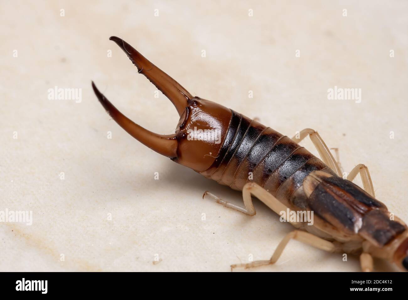 Labidura riparia hi-res stock photography and images - Alamy